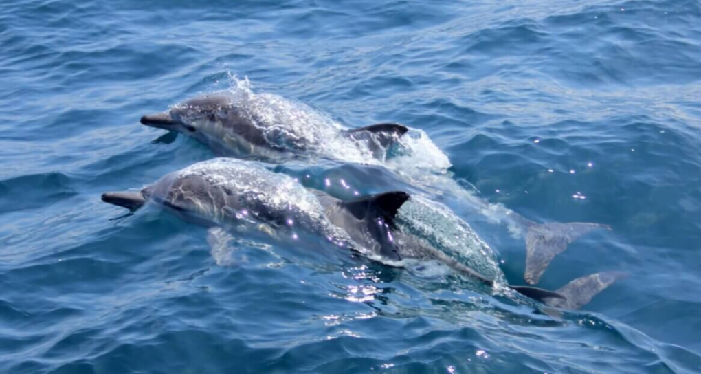 Dolphins Along U.S. East Coast Contaminated With High Levels Of Mercury ...